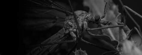 Why Do Crane Flies Fly At You Merlin Environmental