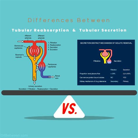 Tubular Reabsorption Vs Tubular Secretion Key Differences