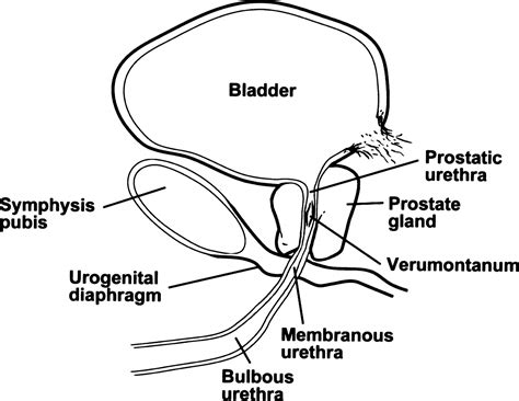 Imaging Of Urethral Disease A Pictorial Reviewradiographics