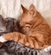 Cats Kissing S Tenor