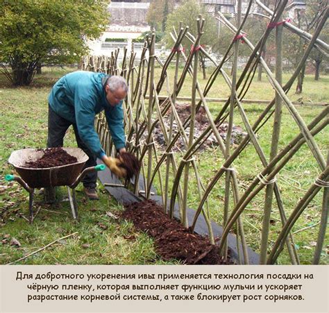 Живая изгородь из ивы: как сделать ивовый забор, подходящие сорта ...
