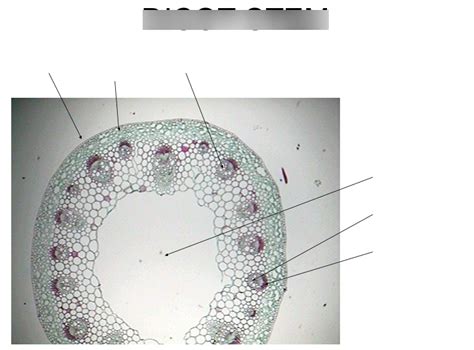 Hn Botany Dicot Stem 1 Diagram Quizlet