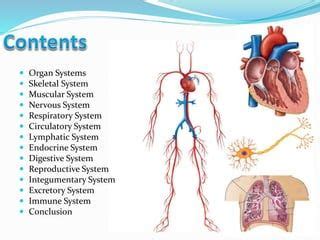 Human Body System And Their Function With A Labelled Diagram PPT Human Body Systems Body