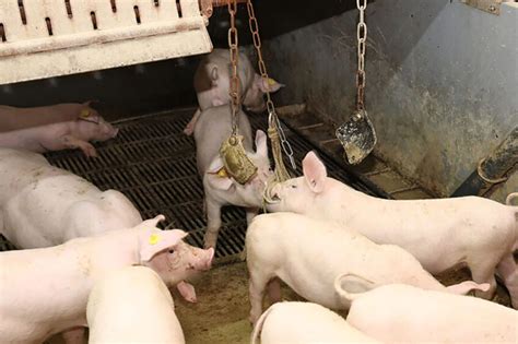 Finishers section; for insights on growth and health for your pigs - Pig Progress