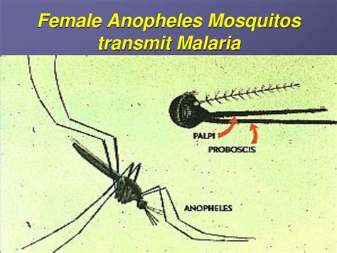 Ppt Malaria Powerpoint Presentation Free Download Id4068