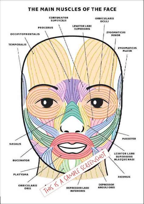 Facial Muscles And Their Functions Guide Printable Instant Digital Download Chart Poster