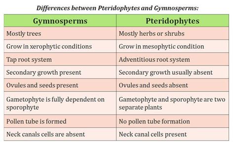 Difference Between Bryophytes And Pteridophytes
