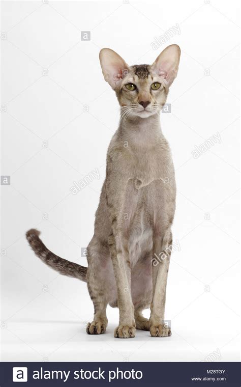 Ticked Tabby Hi Res Stock Photography And Images Alamy