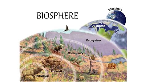 Biosphere Pptx Biological Sciences Science