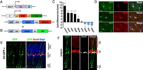 Figure 1 From Transgenic Expression Of The Proneural Transcription Factor Ascl1 In Müller Glia