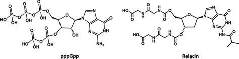 Structure Of Pppgpp And Relacin Download Scientific Diagram