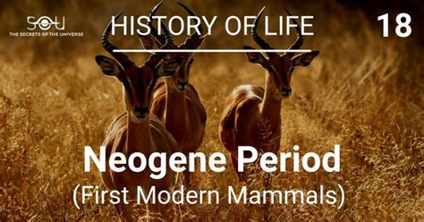 Neogene Period The Neogene Period Sciencedirect
