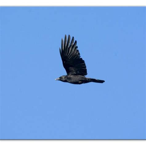 Carrion Crow A Animal Nature Observation In The Ecosystem Grassland