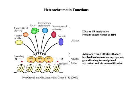 Ppt Heterochromatin Powerpoint Presentation Free Download Id759476