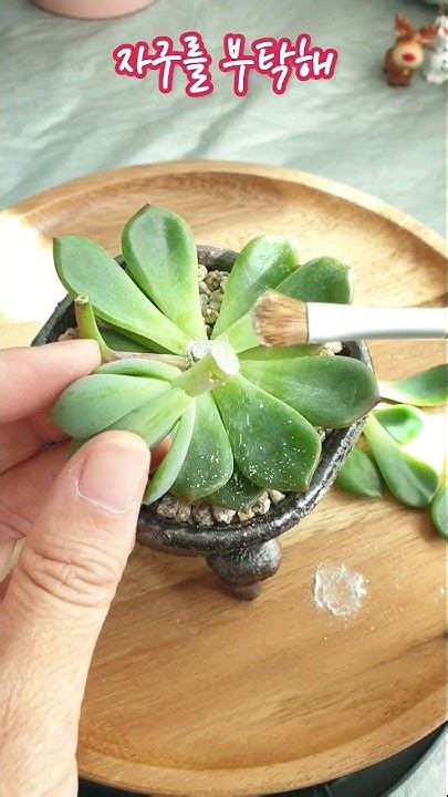 웃자란 다육이 적심2362💦 다육이관리 다육이번식 적심방법 무명이 Succulents Plants 多肉植物 Youtube