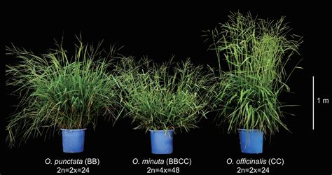 New Study Reveals Episodic And Gradual Patterns In Plant Diploidization