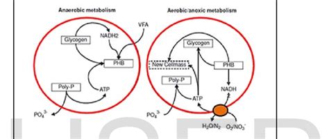 Schematic Diagram Of The Metabolism Of Polyphosphateaccumulating Download Scientific Diagram