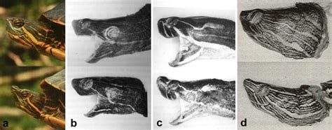 Sexual Dimorphism In Cranial Structure Of Trachemys Ssp A Trachemys
