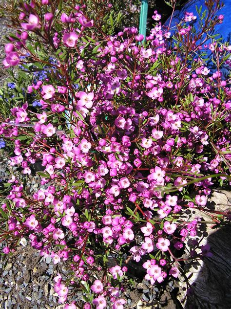 Dwarf Pinnate Boronia Compact Native Shrub Kuranga