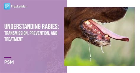 Rabies Signs Of Rabies Rabies Is Caused By Rabies 55 Off