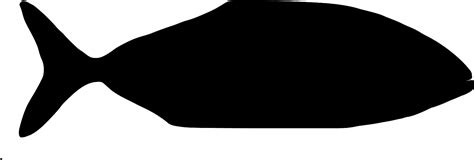 Seriola Dumerili By Mathieu Pélissié Cc0 1 0 Phylopic