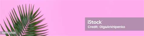 파스텔 핑크 배경에 열대 야자수 잎 평평한 평지 상단 보기 복사 공간 여름 배경 자연 열대 잎과 창조적 인 최소한의 배경 리프 패턴 배경 주제에 대한 스톡 사진 및 기타