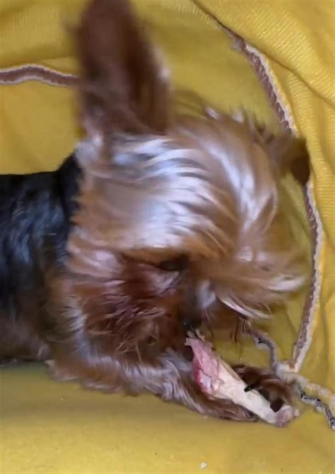 18 Most Common Cocker Spaniel Health Problems And How To Prevent