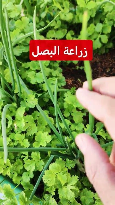 زراعة البصل في البيت زراعة خضروات بصل اكسبلور Youtube