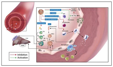 Multifaced Roles Of Hdl In Sepsis And Sars Cov 2 Infection Renal