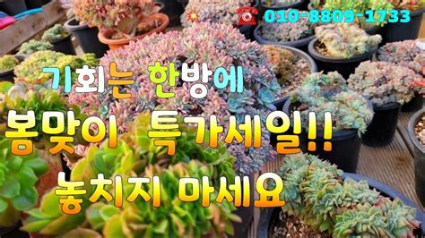 택배가능신상다육이 및 봄맞이 특가세일 샬롬다육농장 묵둥이세트판매 010 8809 1733 Youtube