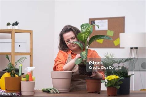 식물 이식의 마법 중요한 적절한 배수 장치와 새로운 땅으로 화분에 심은 식물을 관리하십시오 꽃집 주인에 대한 스톡 사진 및 기타