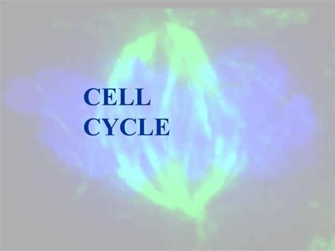 Cell Cycle Cell Cycle Check Points Cell Cycle Regulation And Tumor Suppressor Genes Onco