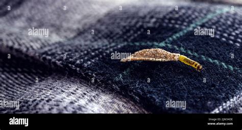 Clothes Moth Larvae Cocoon At Oscar Levy Blog