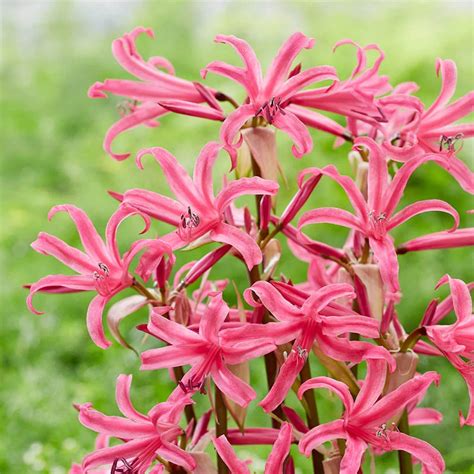 Anastasia Naked Lady Brecks Flower Bulbs