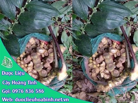 Cây Hoàng Tinh Củ Cây Cơm Nếp Bổ Tì Nhuận Phế Sinh Tân