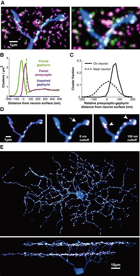 Mapping Synaptic Input Fields Of Neurons With Super Resolution Imaging Cell