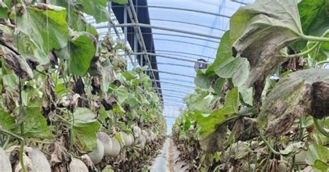 햇빛 나지 않아 수확 앞둔 멜론·딸기 썩어…평생 처음 겪는 일