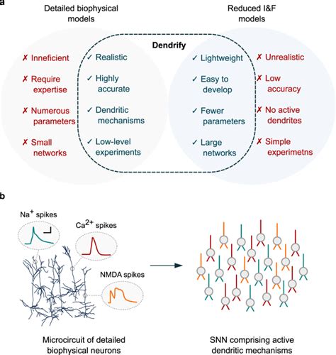Introducing The Dendrify Framework For Incorporating Dendrites To Spiking Neural Networksnature