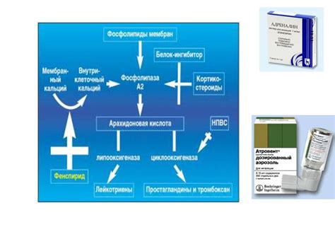 Бронхолитические средства - online presentation