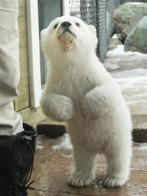 30 Adorable Photos Of Animals Cuddling