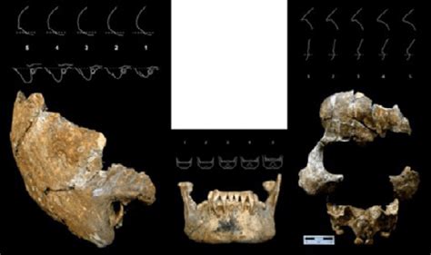 Sex Determination On Sk5 Cranio Mandibular Characteristics Photos The Download Scientific