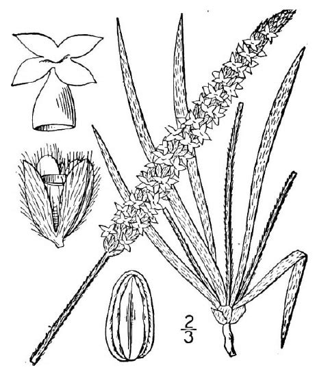 10 One Locus Models Of Selection Biology Libretexts