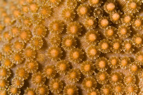 Keys Marine Laboratory Blog Burr Team On Hand For Coral Spawning Event In The Keys