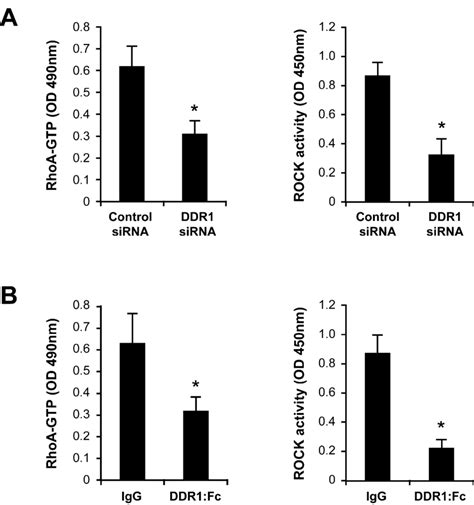 Inhibition Of Ddr1 Decreases Rhoa Rock Activity In Th17 Cells Cultured Download Scientific