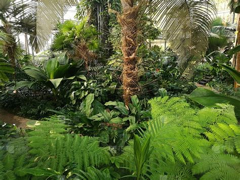 热带植物园的蕨类植物自然景观 公园和室内森林之家氛围素材 花瓣网