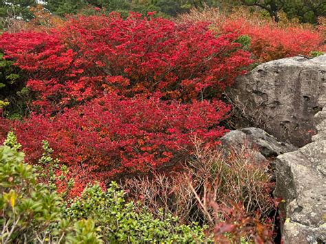 ｩ N0nk0・ N・莱d0f0ﾓ0ﾃ0ｯ0・0 }i・0wml0タl0・