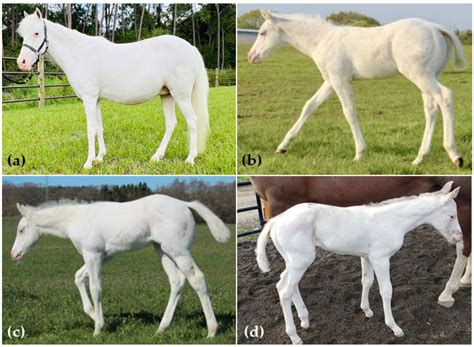Breed Distribution And Allele Frequencies Of Base Coat Color Dilution