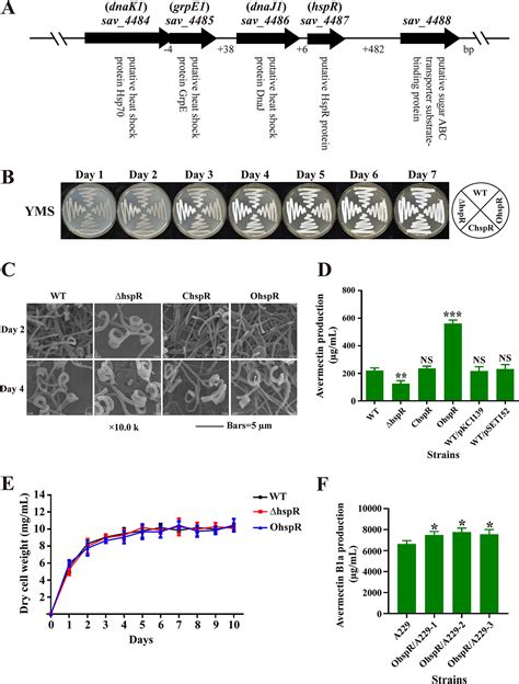Heat Shock Repressor Hspr Directly Controls Avermectin Production Morphological Development