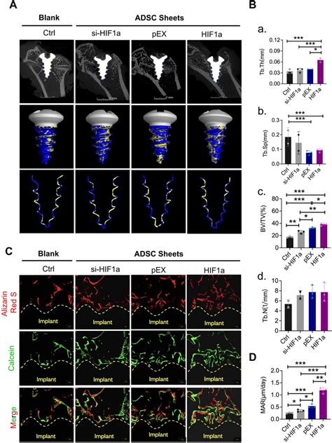Analysis Of Bone Mass And The Microstructure Of Newly Formed Bone Download Scientific Diagram