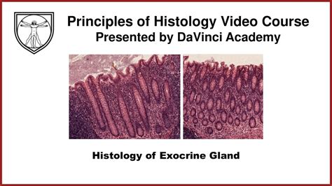 Exocrine Glands Tissue